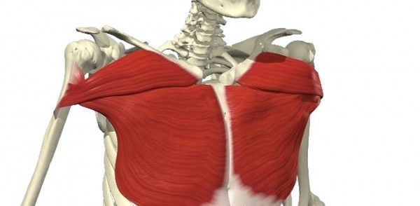 The Role Of GTOS In Monitoring Muscle Tension | CMS Fitness Courses