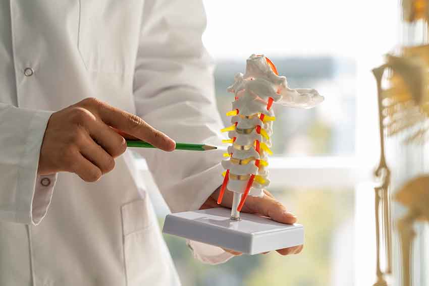 The Vertebral Column | CMS Fitness Courses